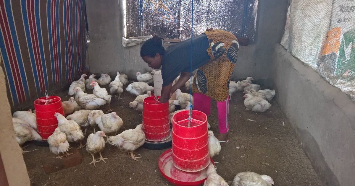 Zimbabwe: One Love Poultry project | UNHCR Africa