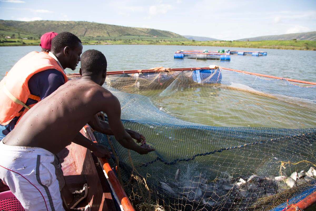 Fish farm nets benefits for Congolese refugees and Ugandan hosts ...