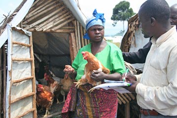 North Kivu egg project provides food for thought | UNHCR