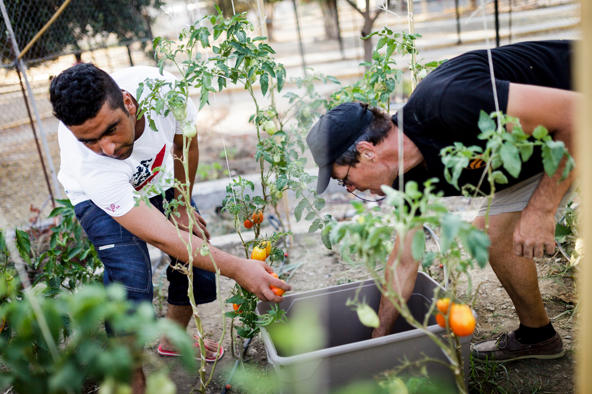 Afghan garden keeps idle hands busy, produces food for hosts | UNHCR