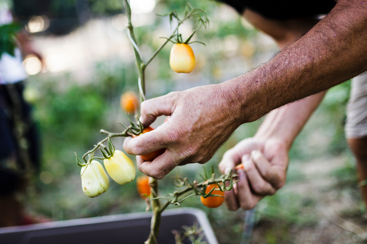 Afghan garden keeps idle hands busy, produces food for hosts | UNHCR