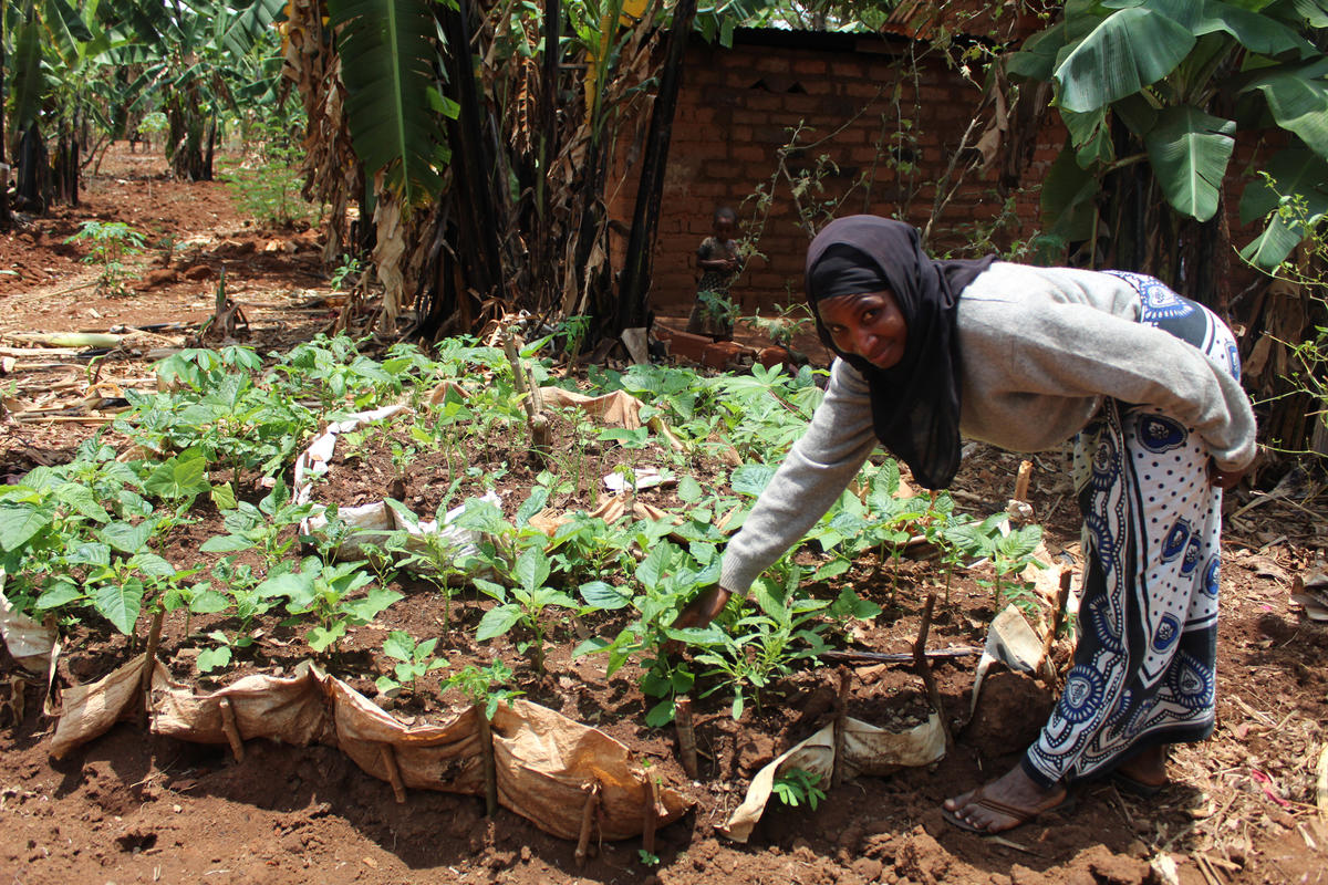 Innovative 'keyhole' gardens help refugees improve their nutrition | UNHCR