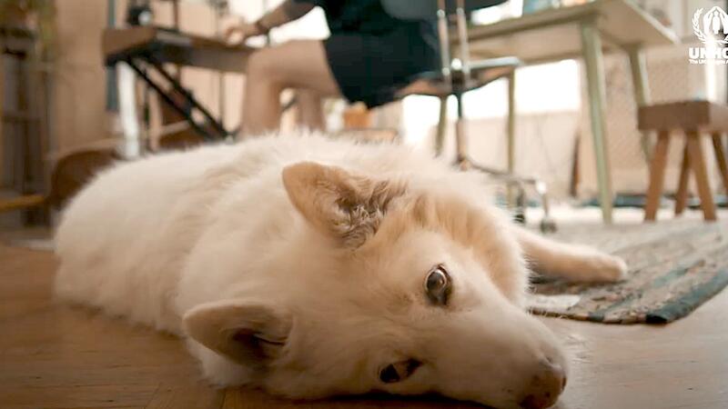 Syrian musician and his dog reunited after journey to safety in Belgium ...