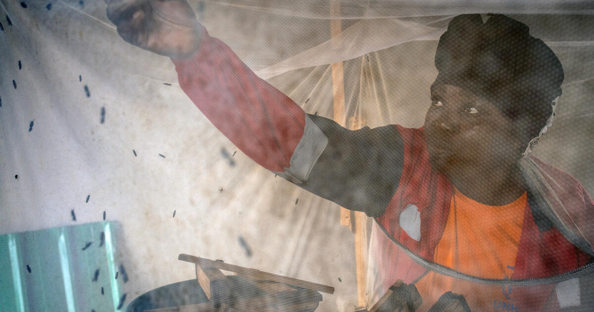 Refugees discover benefits of insect farming in Zimbabwe | UNHCR