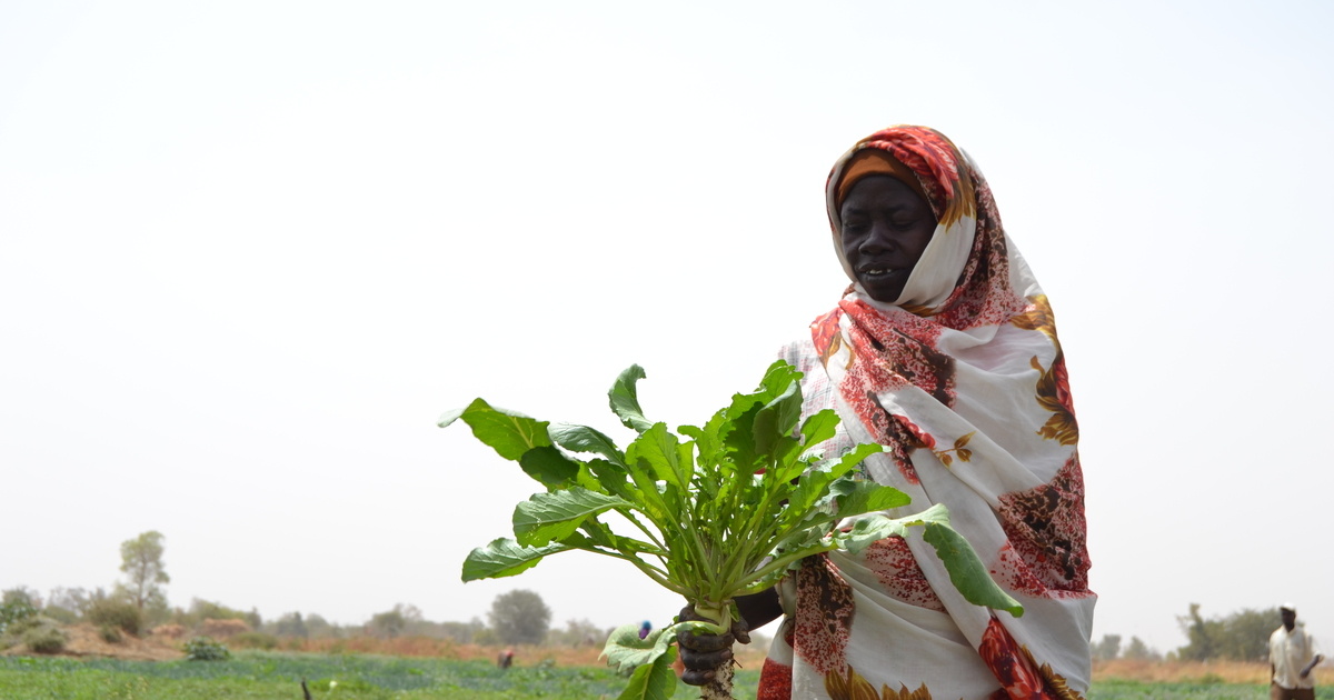 Chad farming project empowers Sudanese refugees and locals | UNHCR