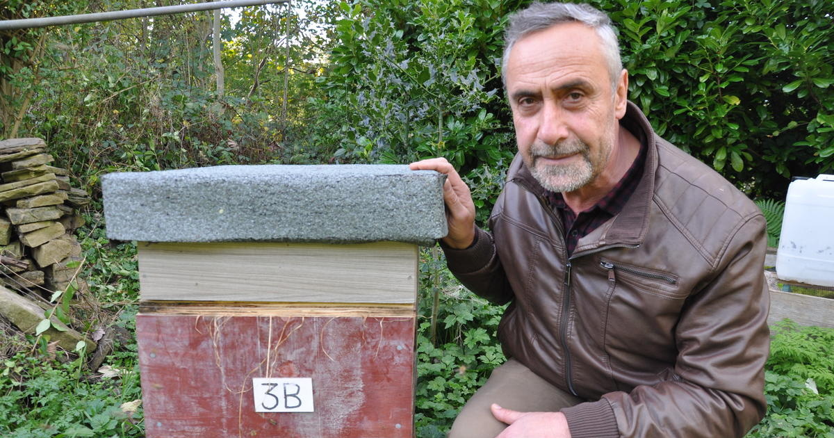Syrian beekeeper tastes sweet success with British honeybees | UNHCR