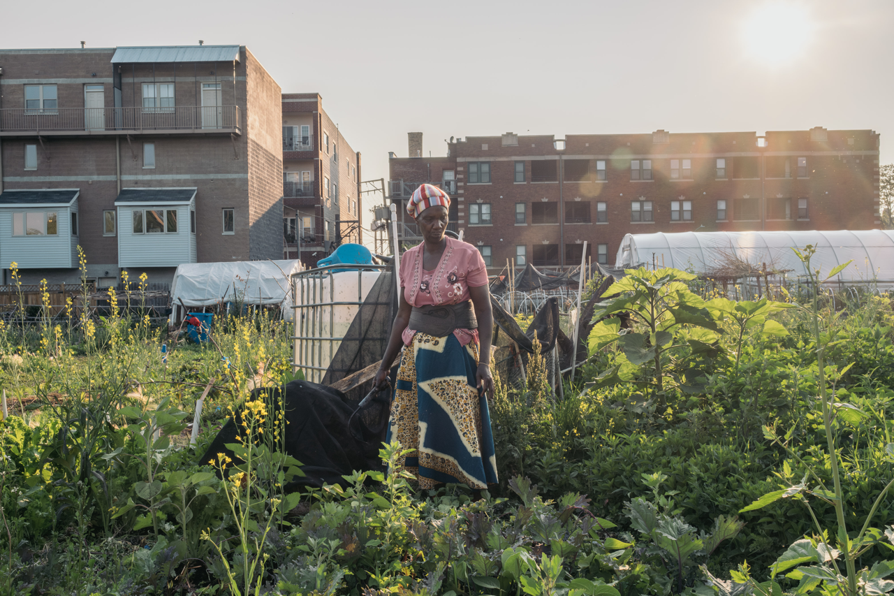 In Chicago, refugee farmers cultivate hope and a sense of belonging ...