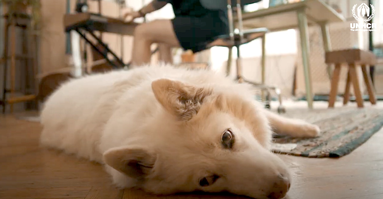 Syrian musician and his dog reunited after journey to safety in Belgium ...
