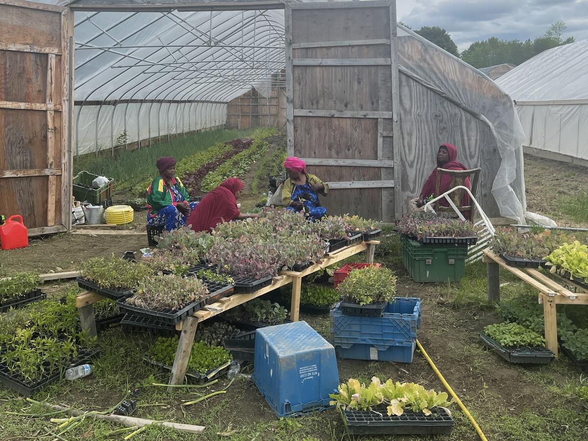 Somali Bantu refugees offer new roots and bountiful harvest in Maine ...
