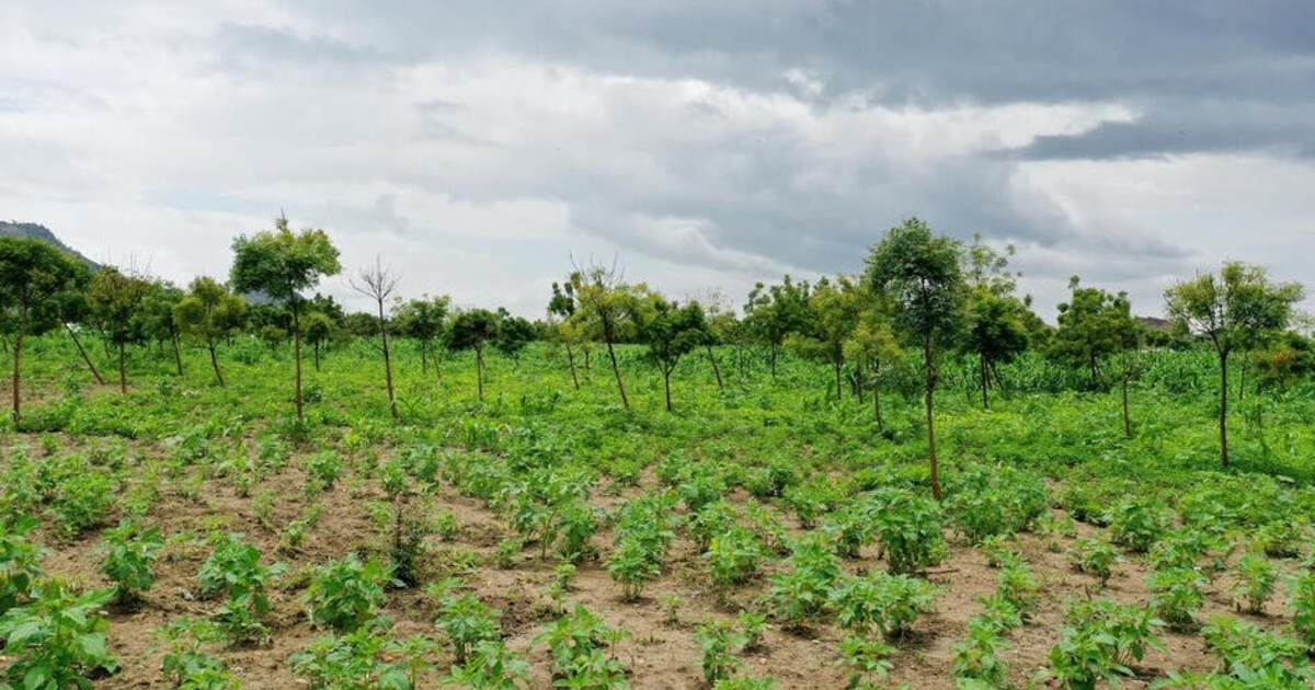 Refugee Environmental Protection Fund | UNHCR US